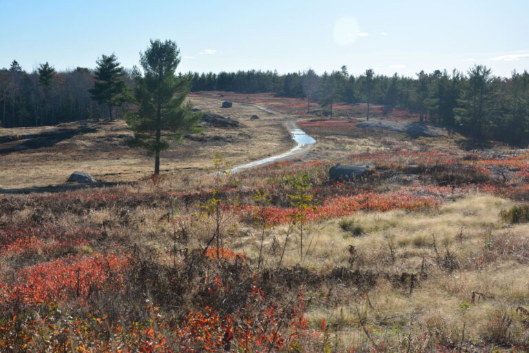 Farms - Wild Blueberry Heritage Center