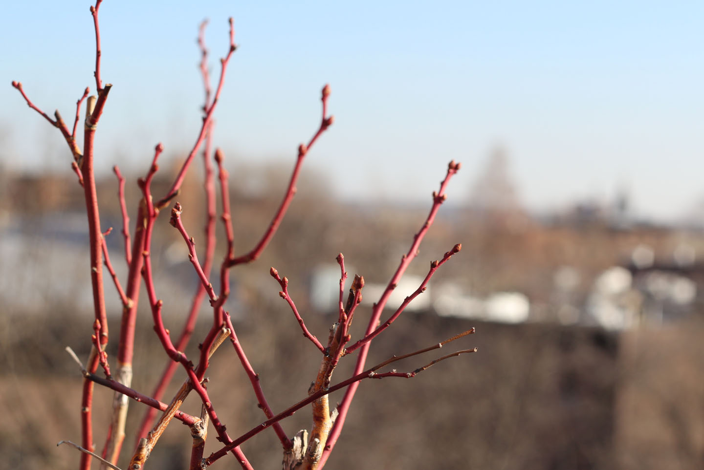Phenology – Wild Blueberry Heritage Center